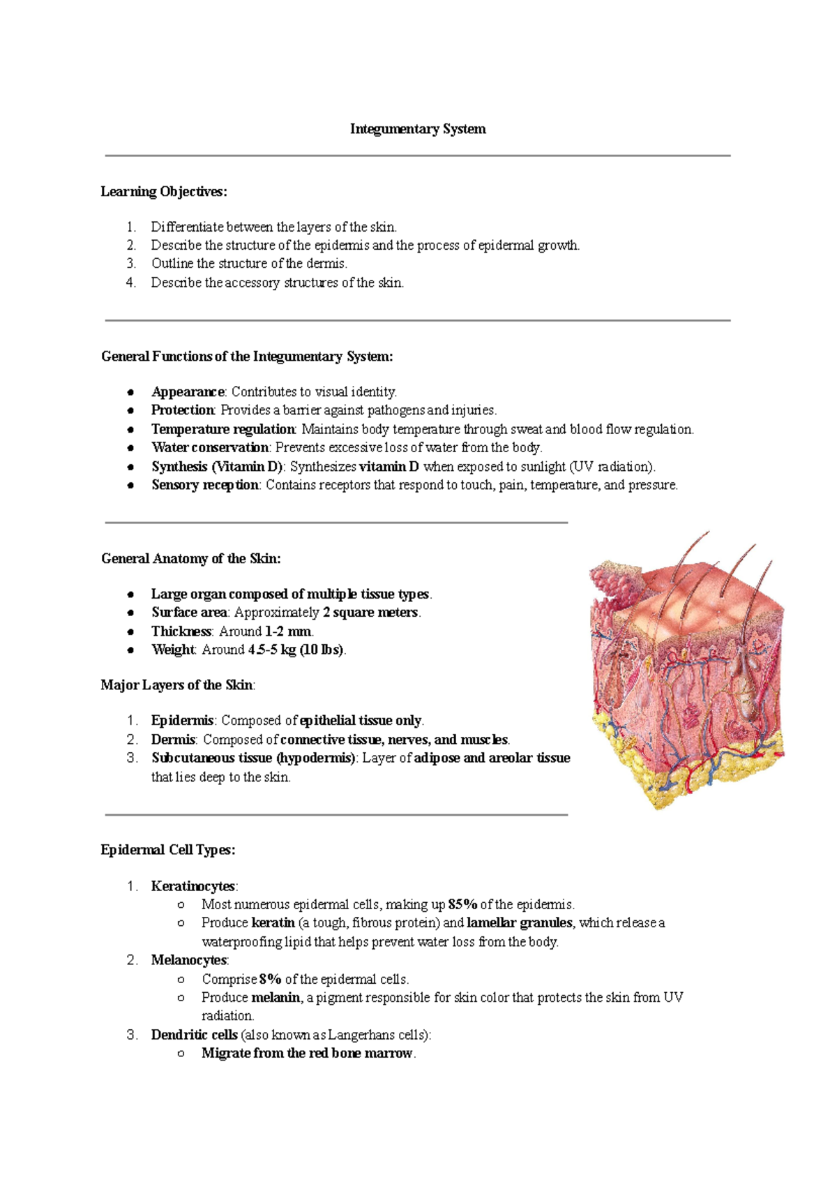 Anatomy 1100 Histology and skin lecture notes - Integumentary System ...