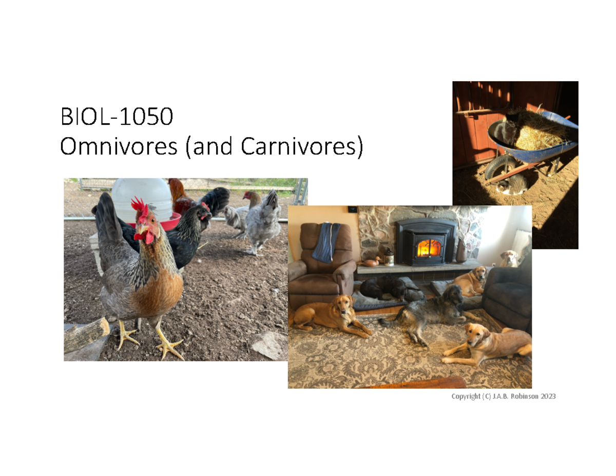 BIOL1050 F23 Robinson 8 Colour - BIOL- 1050 Omnivores (and Carnivores ...
