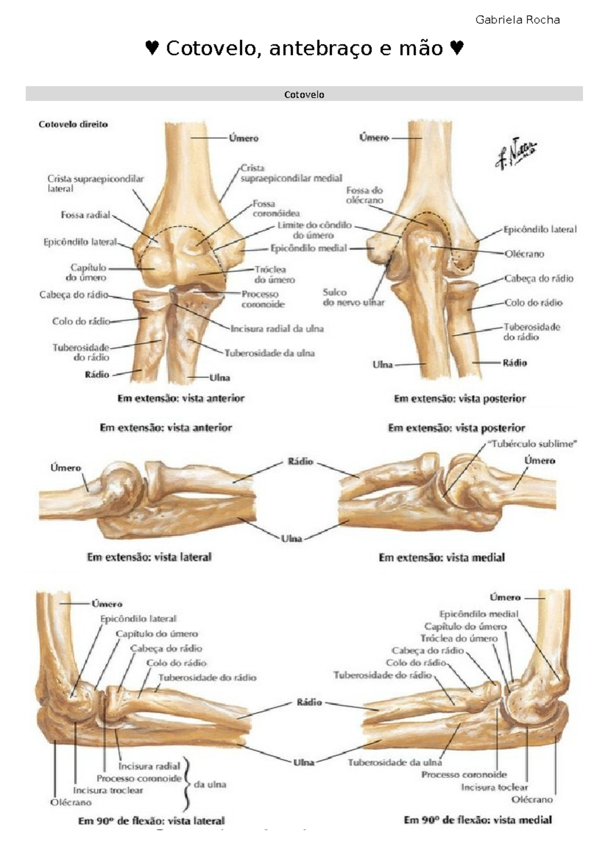 Cotovelo APG - APG DE MEMBROS SUPERIORES - Cotovelo, antebraço e mão ...