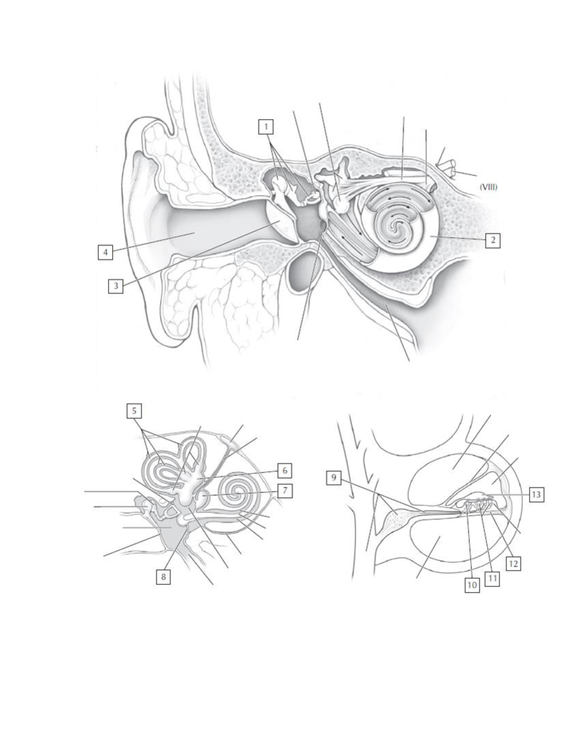 Vestibulo coclear - Anatomía - Studocu
