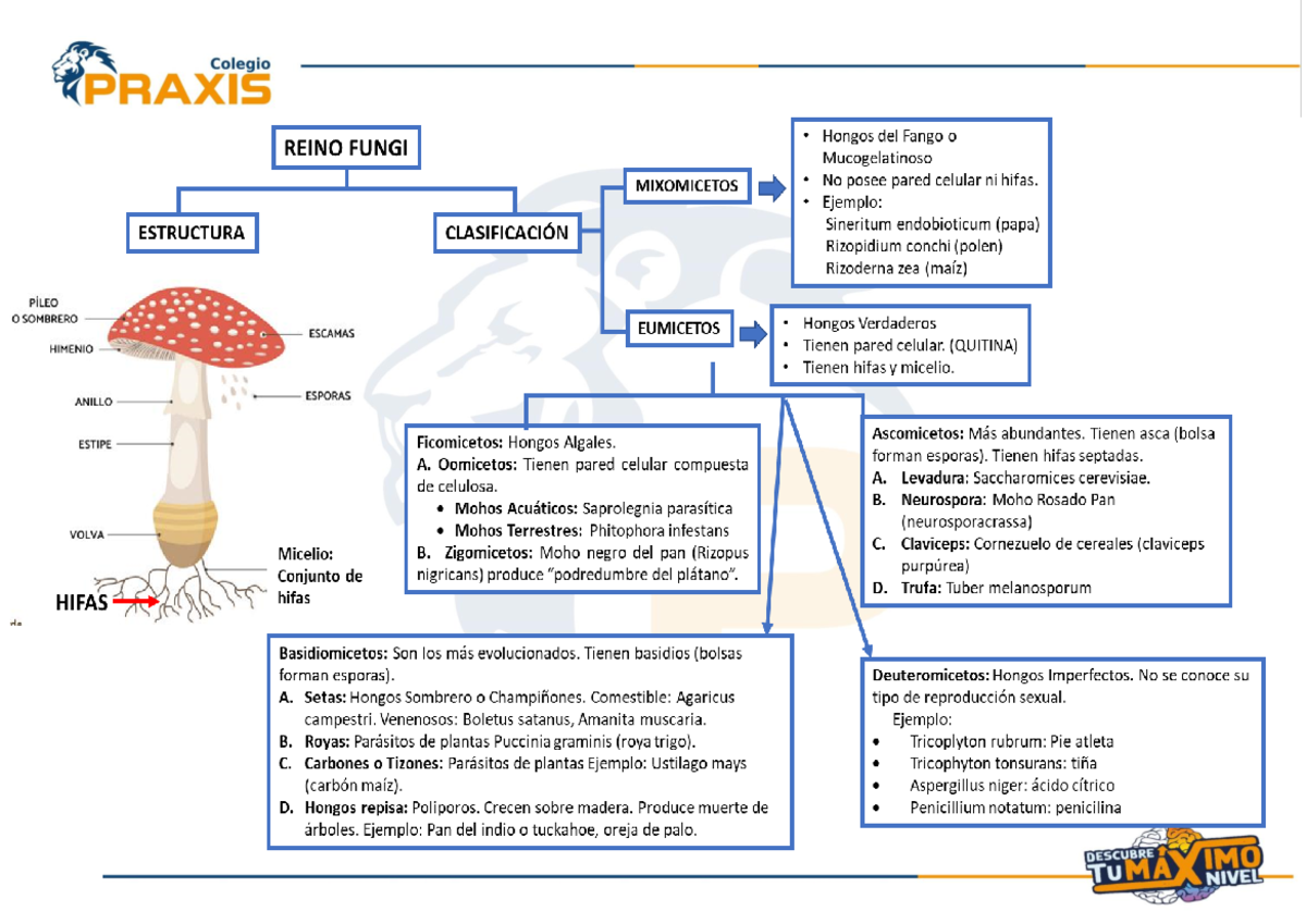 Reino Fungi - E.P Biología - Studocu