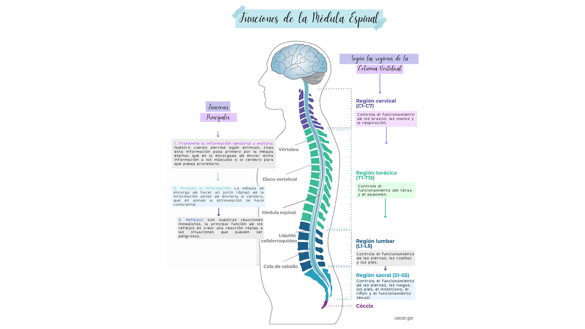 Funciones de la medula espinal - Funciones de la Médula Espinal Según las regiones de la Columna ...