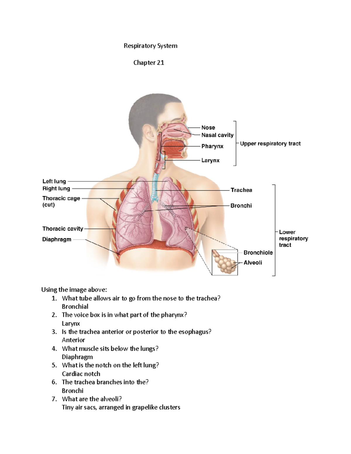 Respiratory System Concept Guide Ch. 21 - BIOS 2320 - MCC - Studocu