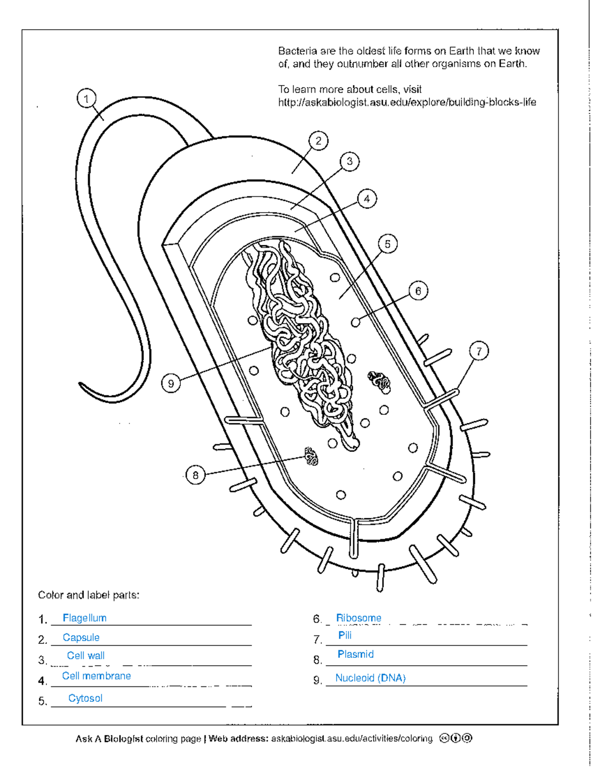 Bacterial Cell Worksheet-1 - Sc/Biol 2021 - Studocu