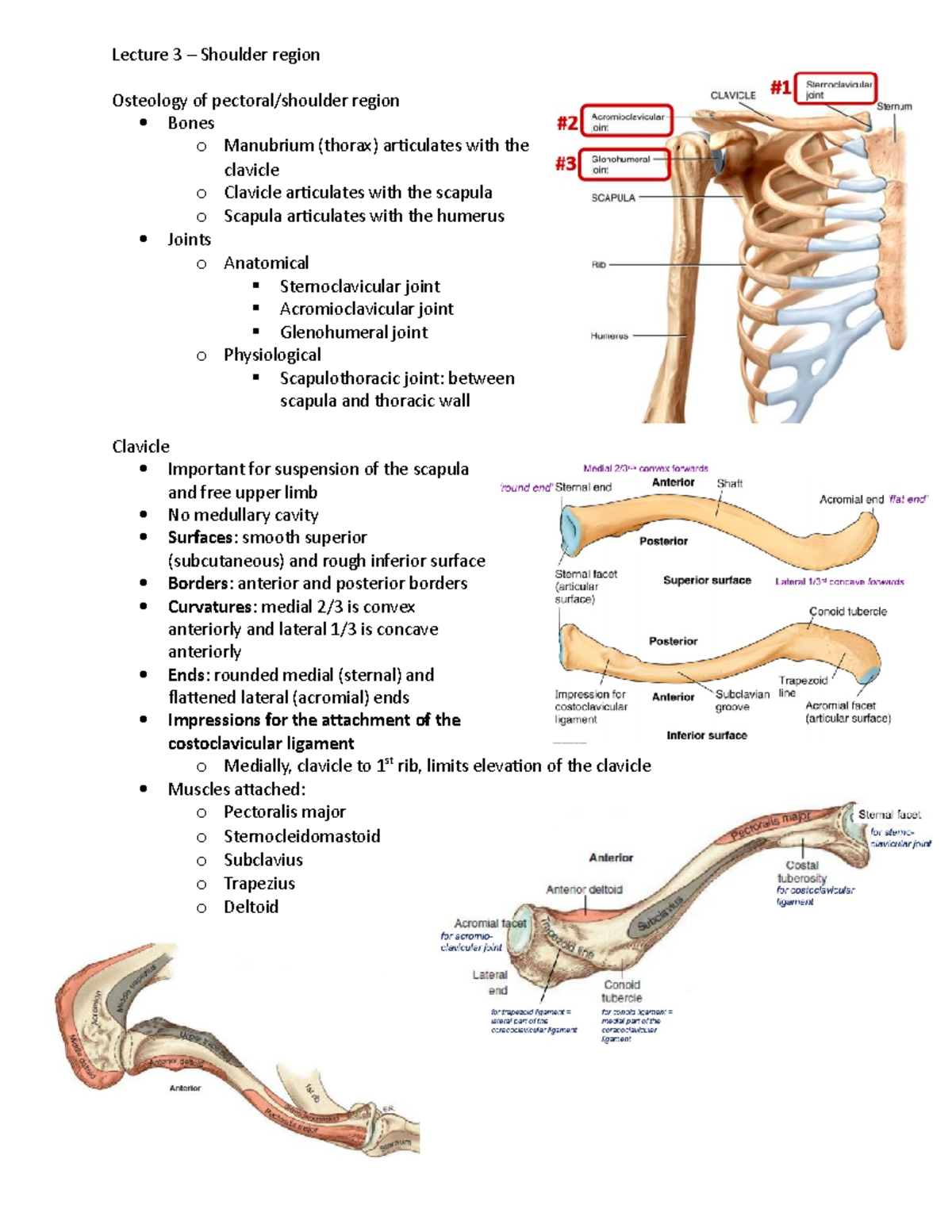 Shoulder region- lecture notes MEDI2100 - Lecture 3 – Shoulder region ...