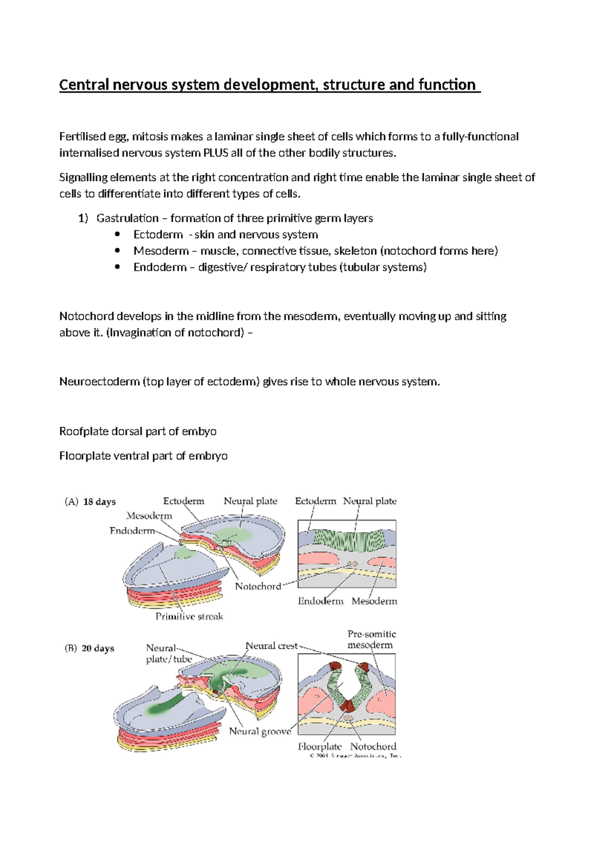 CNS - Central nervous system development, structure and function ...