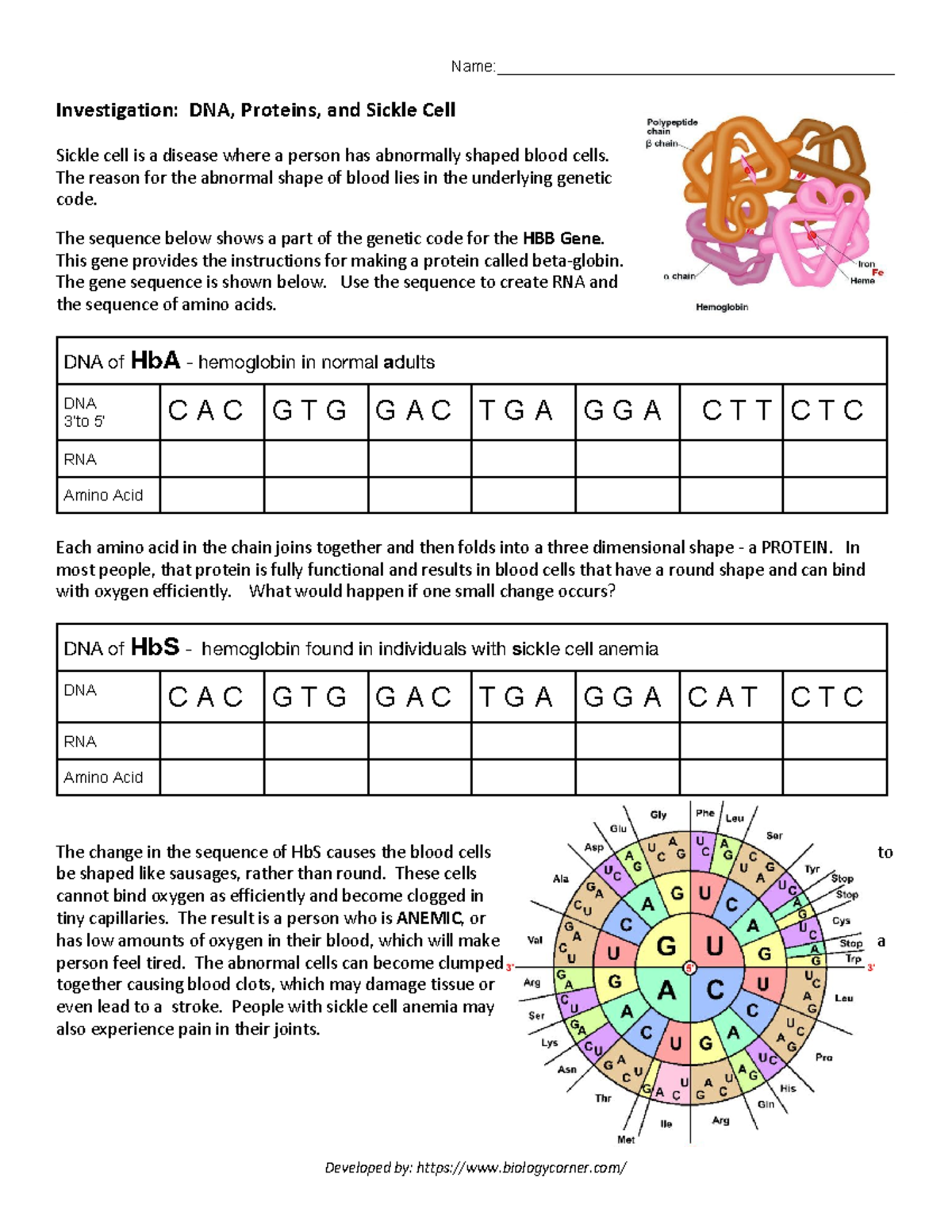 Protein Synthesis Sickle Cell Worksheet - Investigation: DNA, Proteins ...