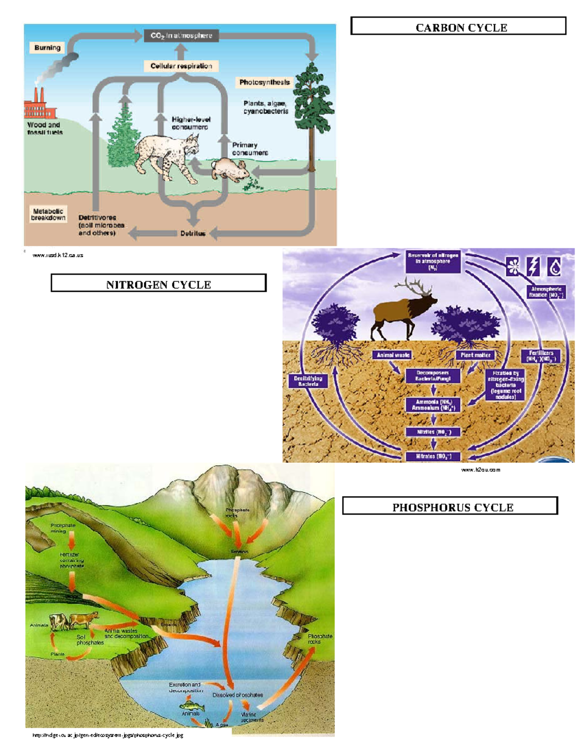 Nutrient cycles - Carbon cycle Nitrogen cycle Sulphur cycle - CARBON ...