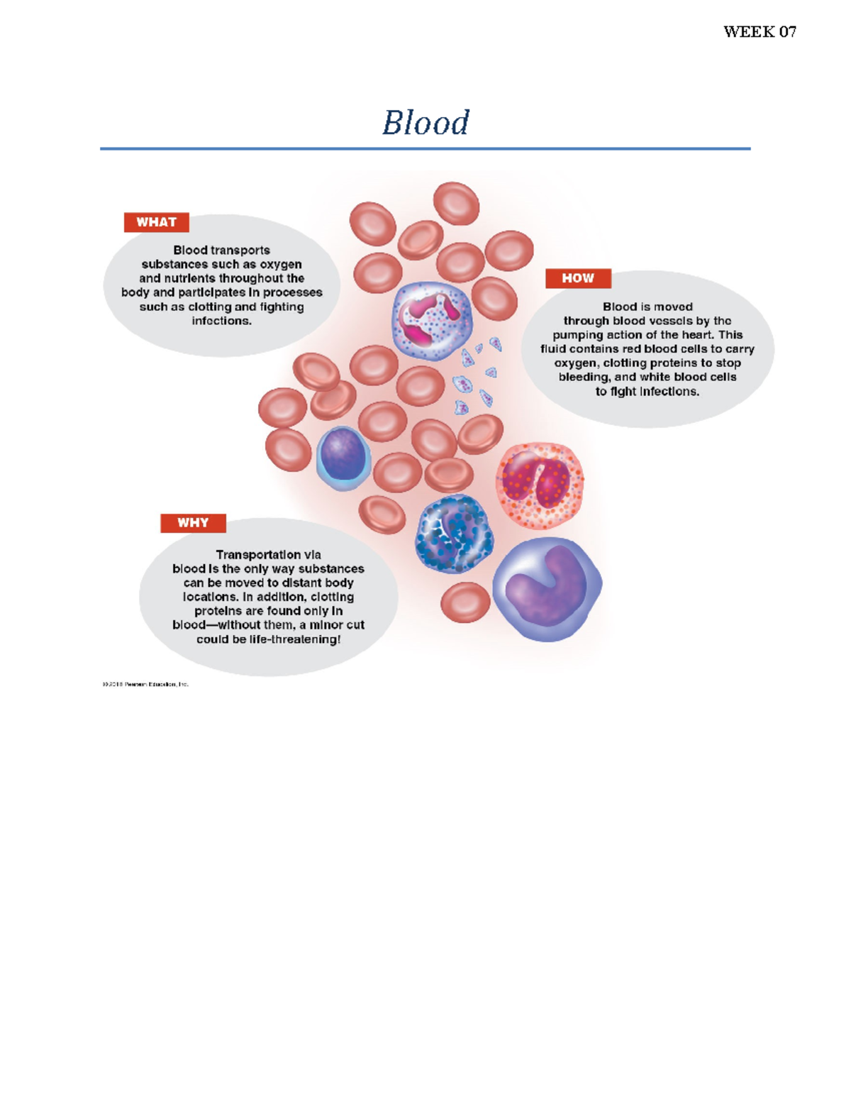 Anatomy and Physiology Blood week 7 - Blood WEEK 07 Describe the ...