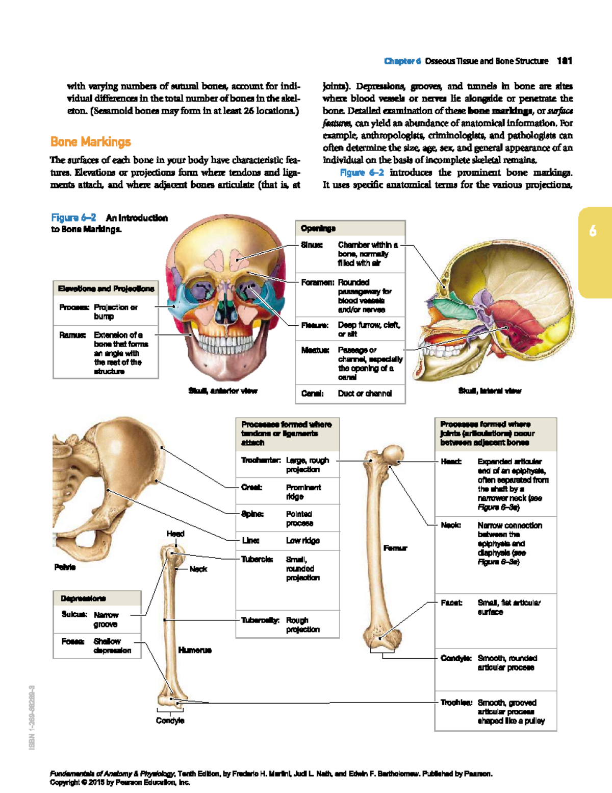 Bone Markings BIO 210L GCU Studocu