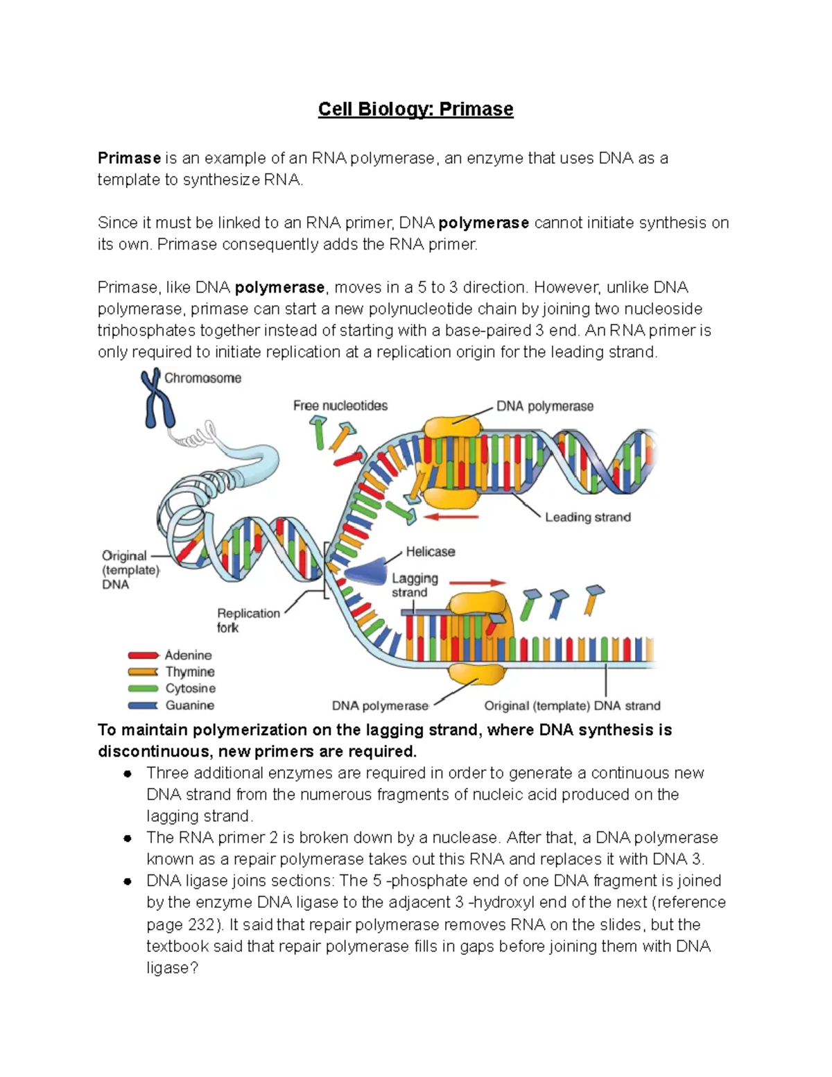 Cell Biology Primase - Cell Biology: Primase Primase is an example of ...