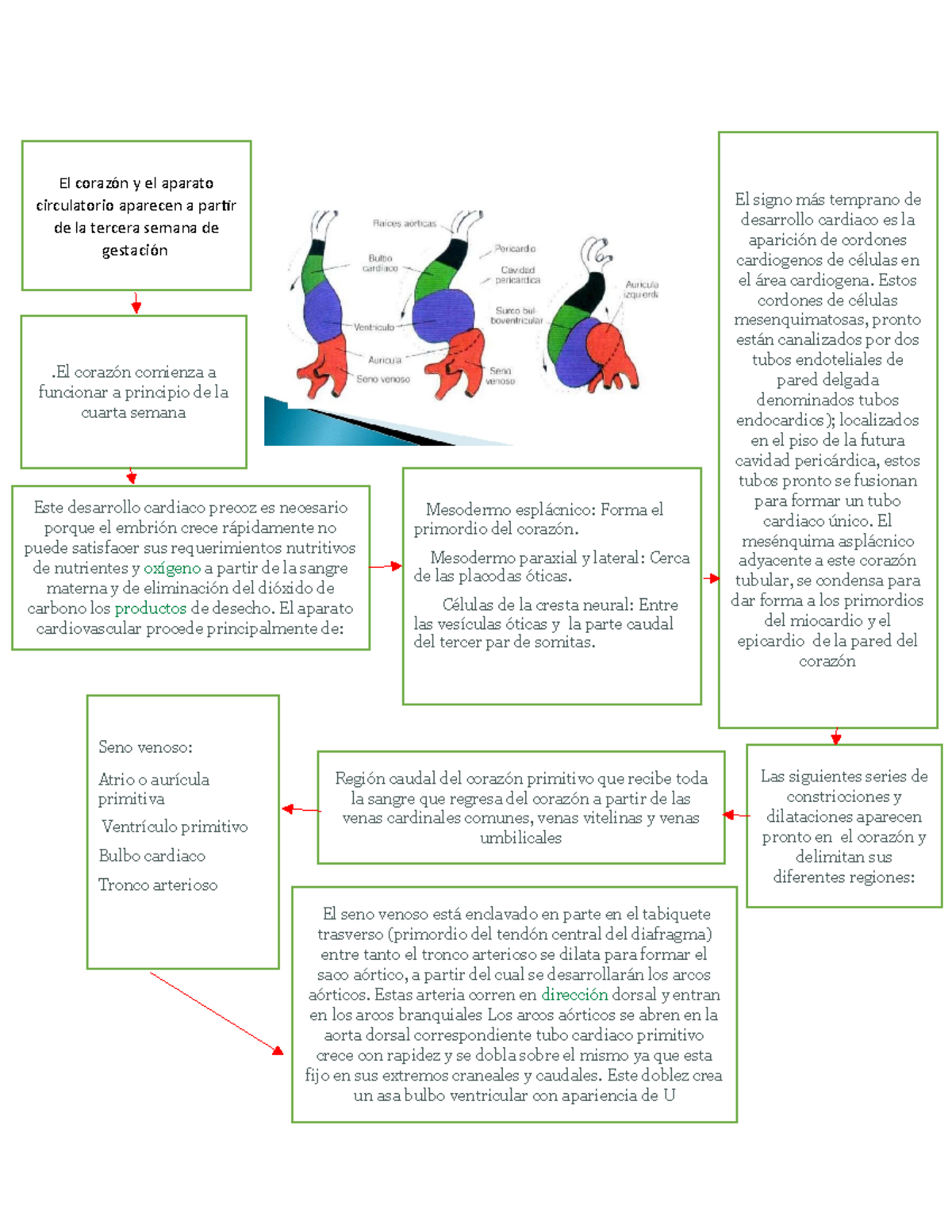 Embriologia de corazon - Seno venoso: Atrio o aurícula primitiva ...