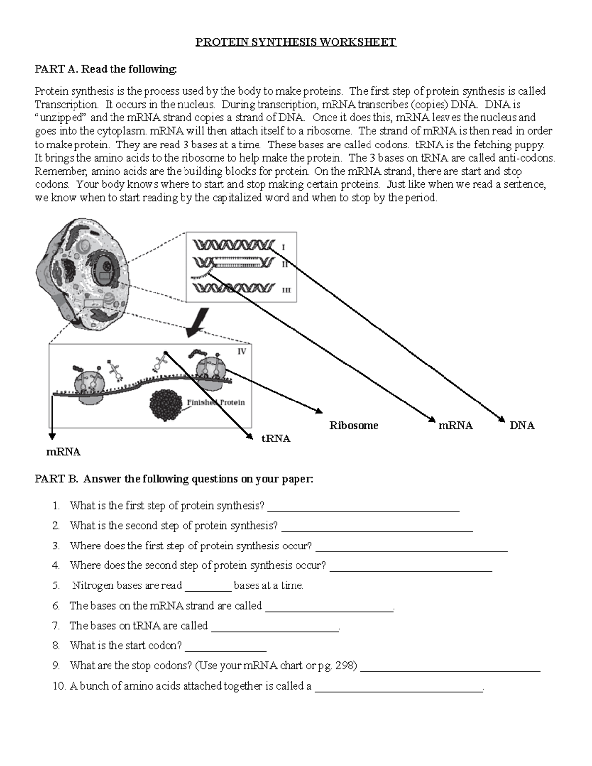 Protein Synthesis Review Sheet Cladograms gizmos worksheet - PROTEIN ...