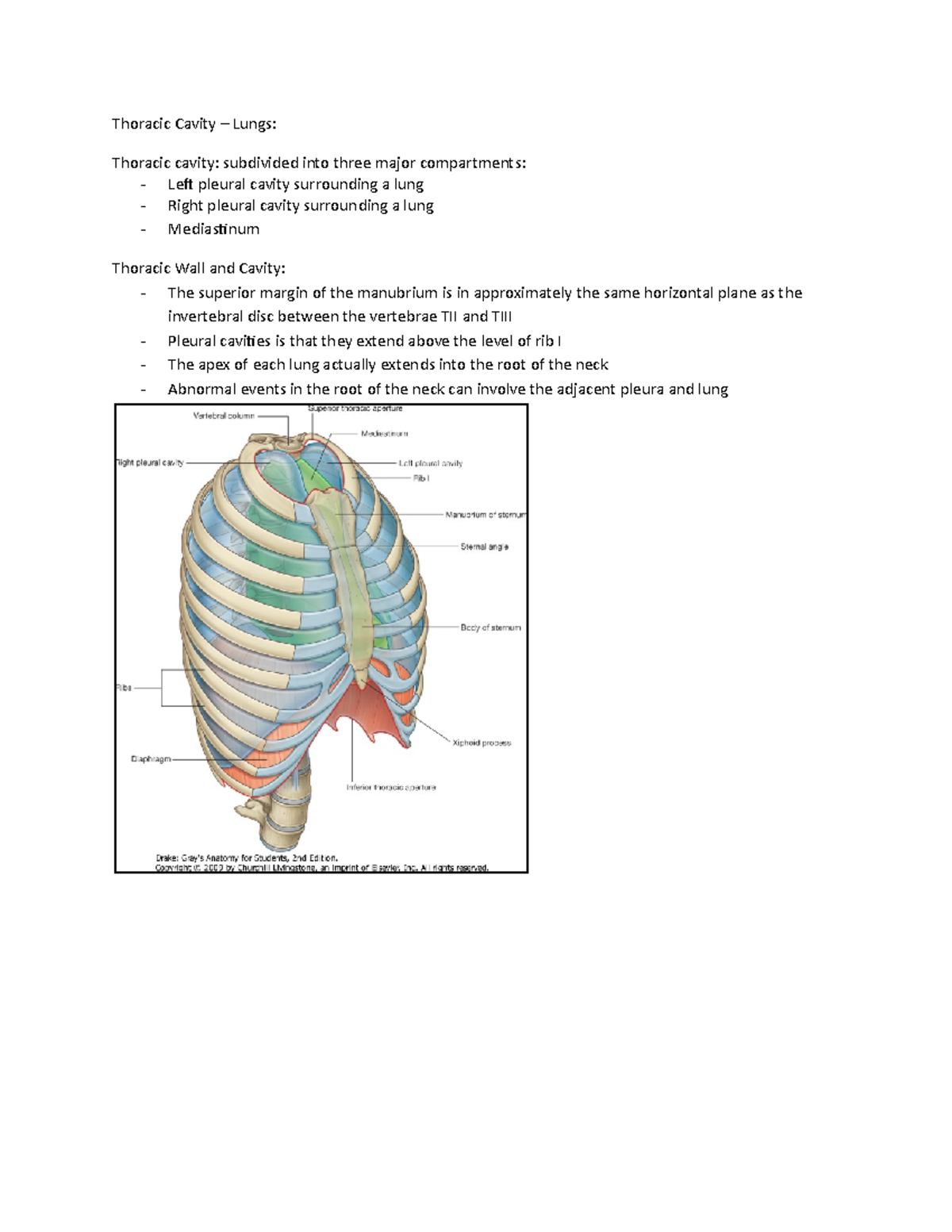 Summary Netter's Anatomy lecture lungs - Thoracic Cavity Lungs ...