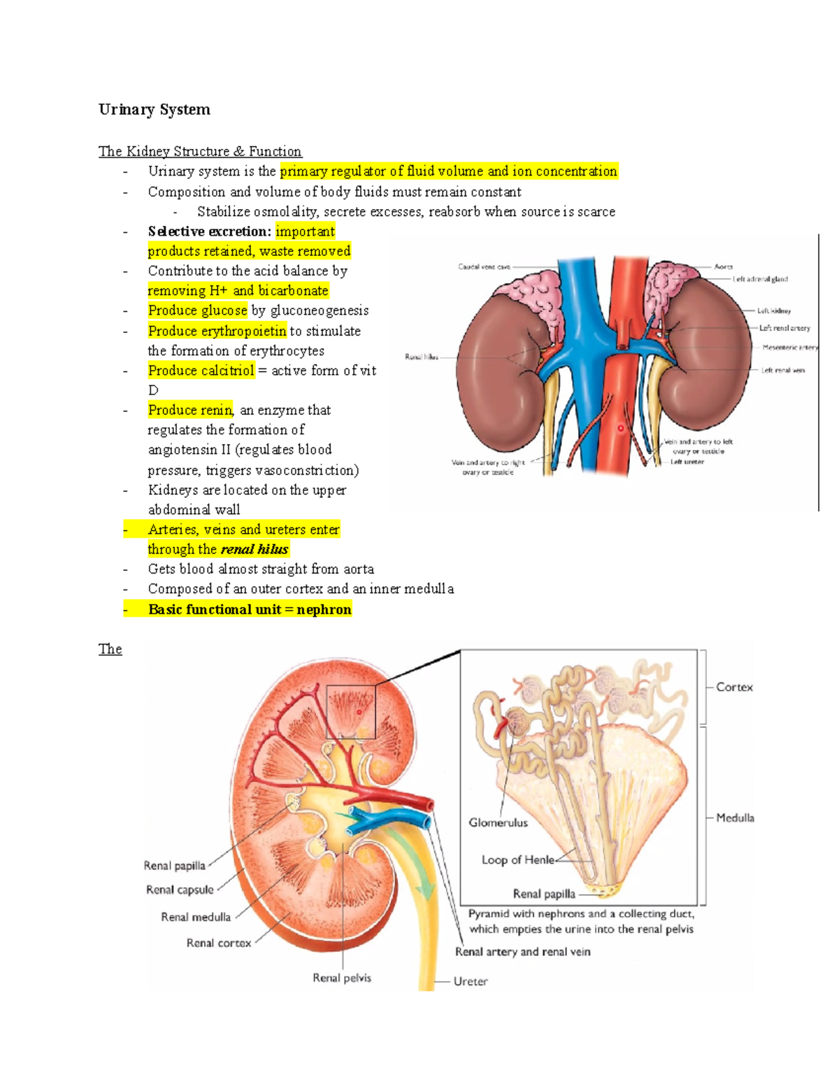 Urinary System - ANSC3080 - Urinary System The Kidney Structure ...