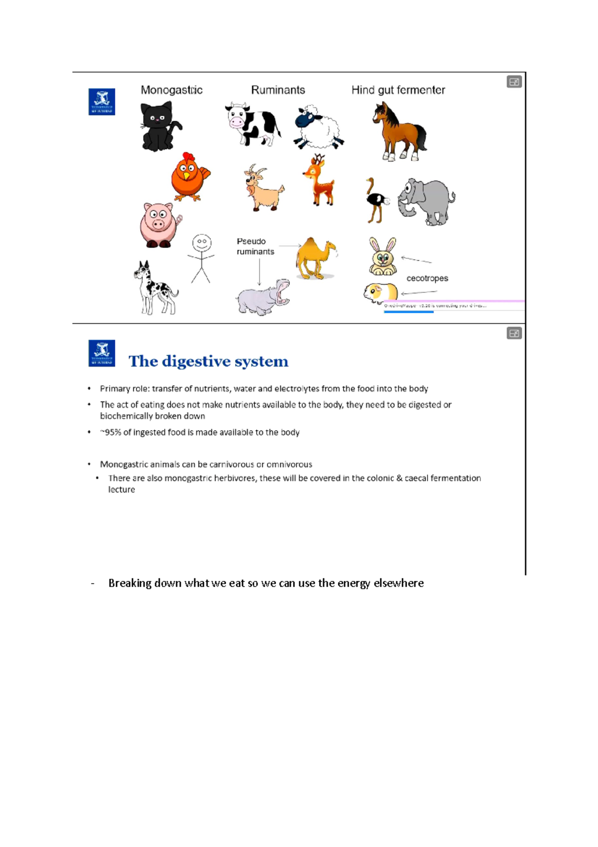 L9- Monogastric digestive system - Breaking down what we eat so we can ...