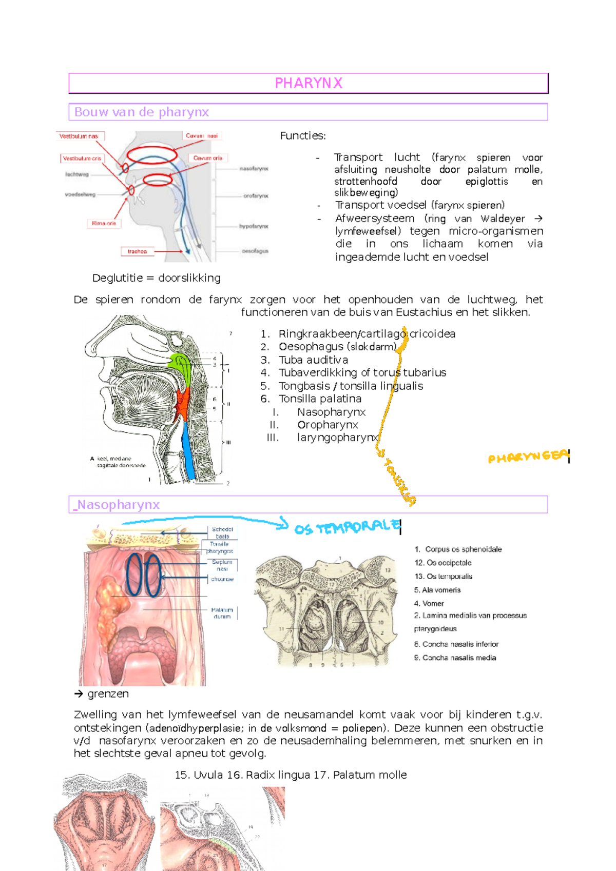 HET OOR - PHARYNX Bouw van de pharynx Functies: Transport lucht (farynx ...