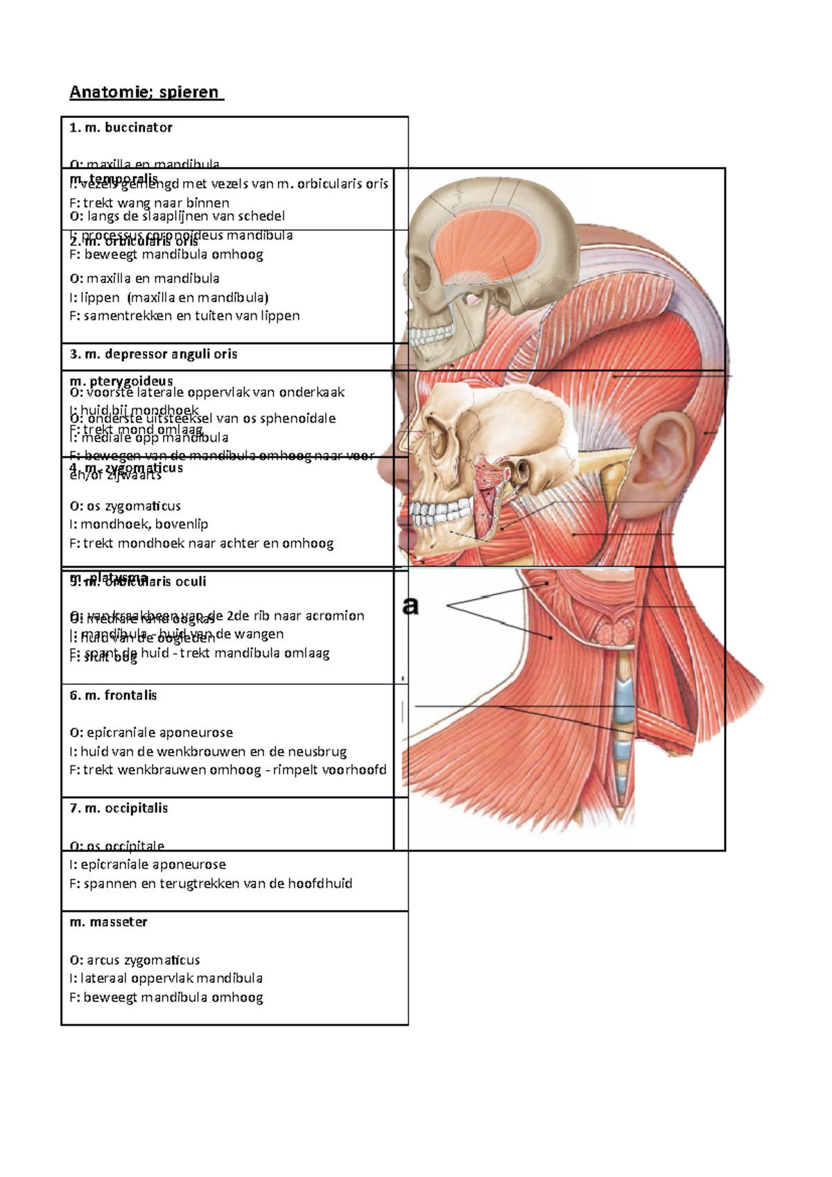 Spieren 2e semester: aangezicht, hals, romp en bekken - Anatomie ...