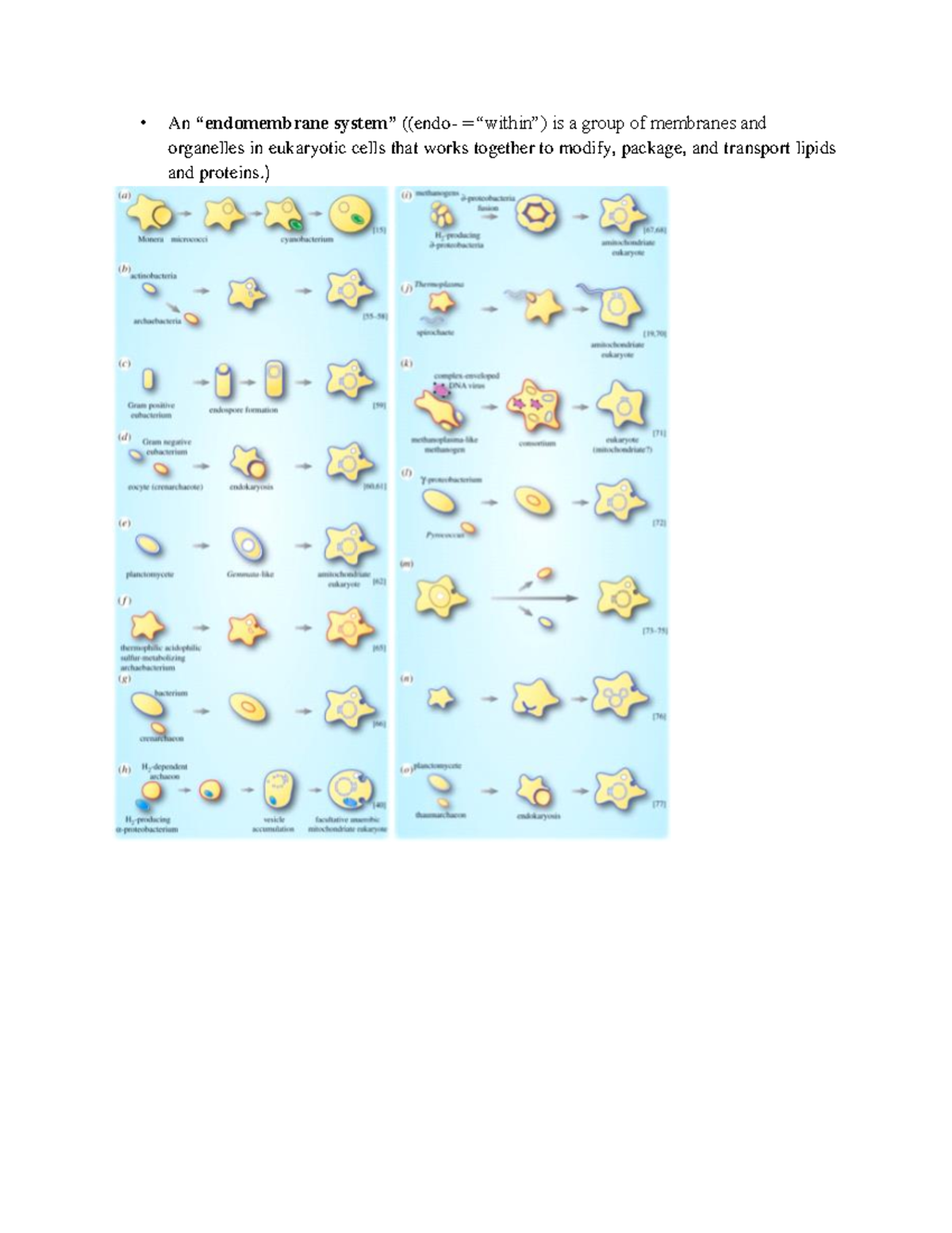 Part 3 of Lec 4 Jan 30 - An “endomembrane system” ((endo- = “within ...