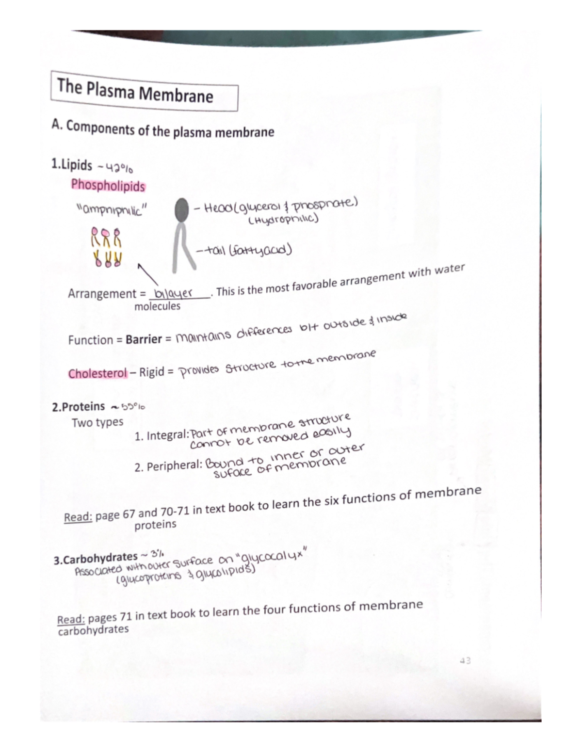 The Plasma Membrane - Notes - BIOLOGY 173 - Studocu