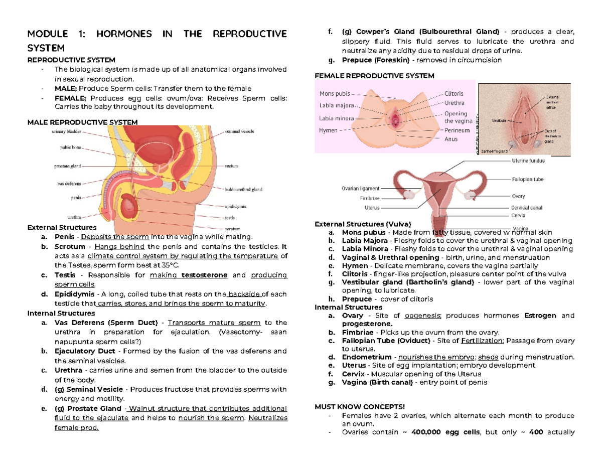 Quarter 3 Notes - MODULE 1: HORMONES IN THE REPRODUCTIVE SYSTEM ...