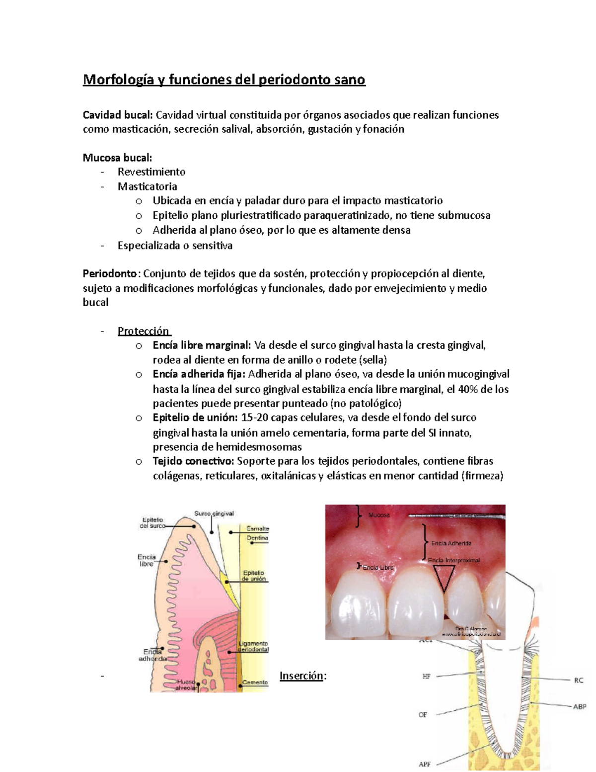 1. Morfología y funciones del periodonto sano - Morfología y funciones ...