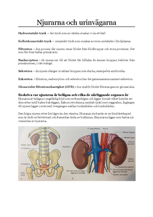 Njurar, urinväg och balanser - Njurar, Urinvägar och Balanser Identifiera delarna i urinvägarna ...