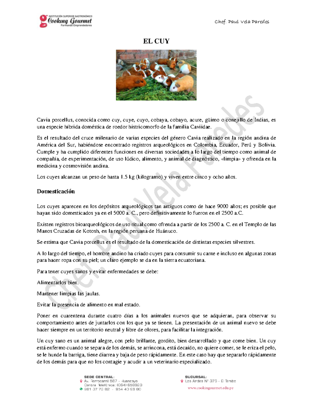 8 - Enfermedad - EL CUY Cavia porcellus, conocida como cuy, cuye, cuyo ...