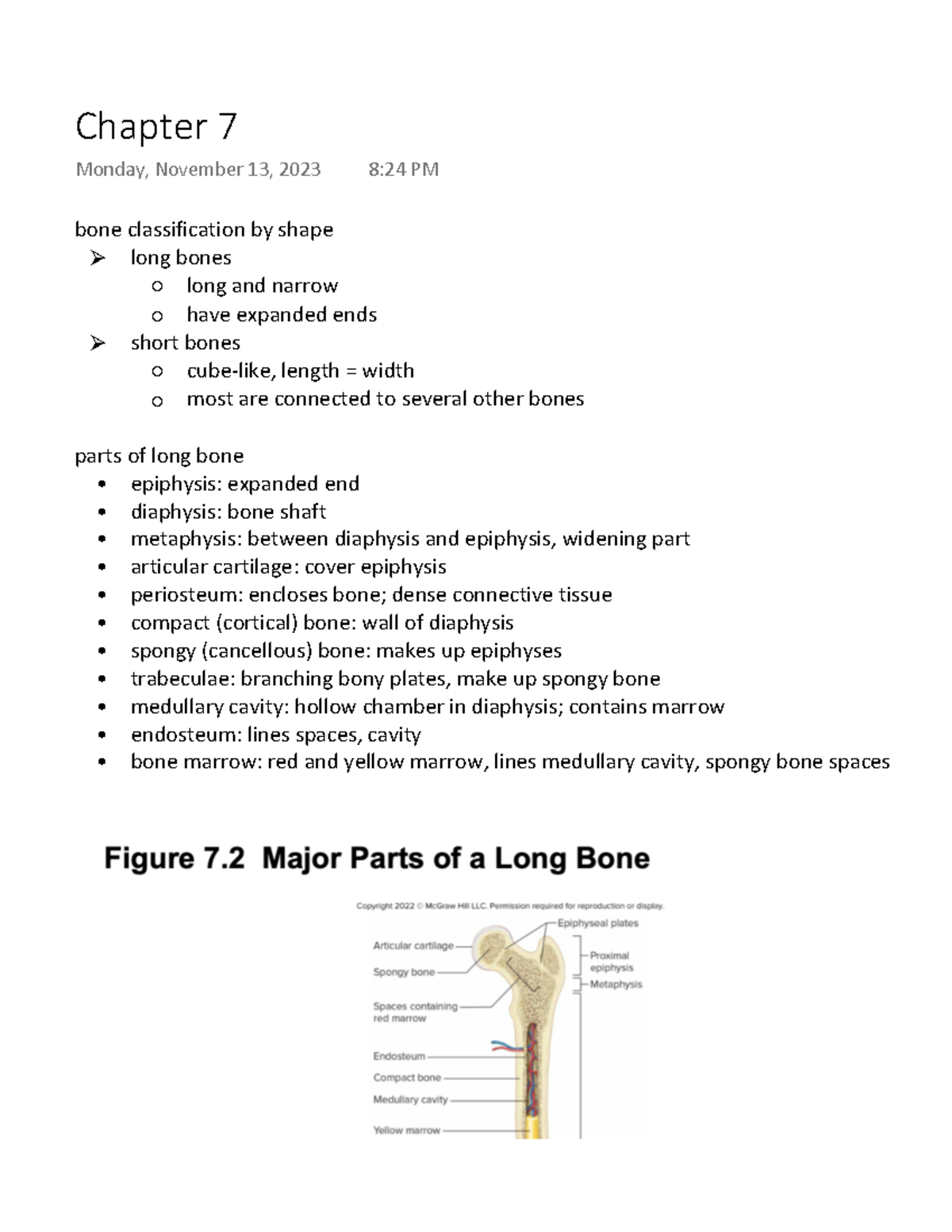Skeletal System - bone classification by shape long bones long and ...