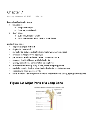 Joints of the Skeletal System - joints functional connections between ...