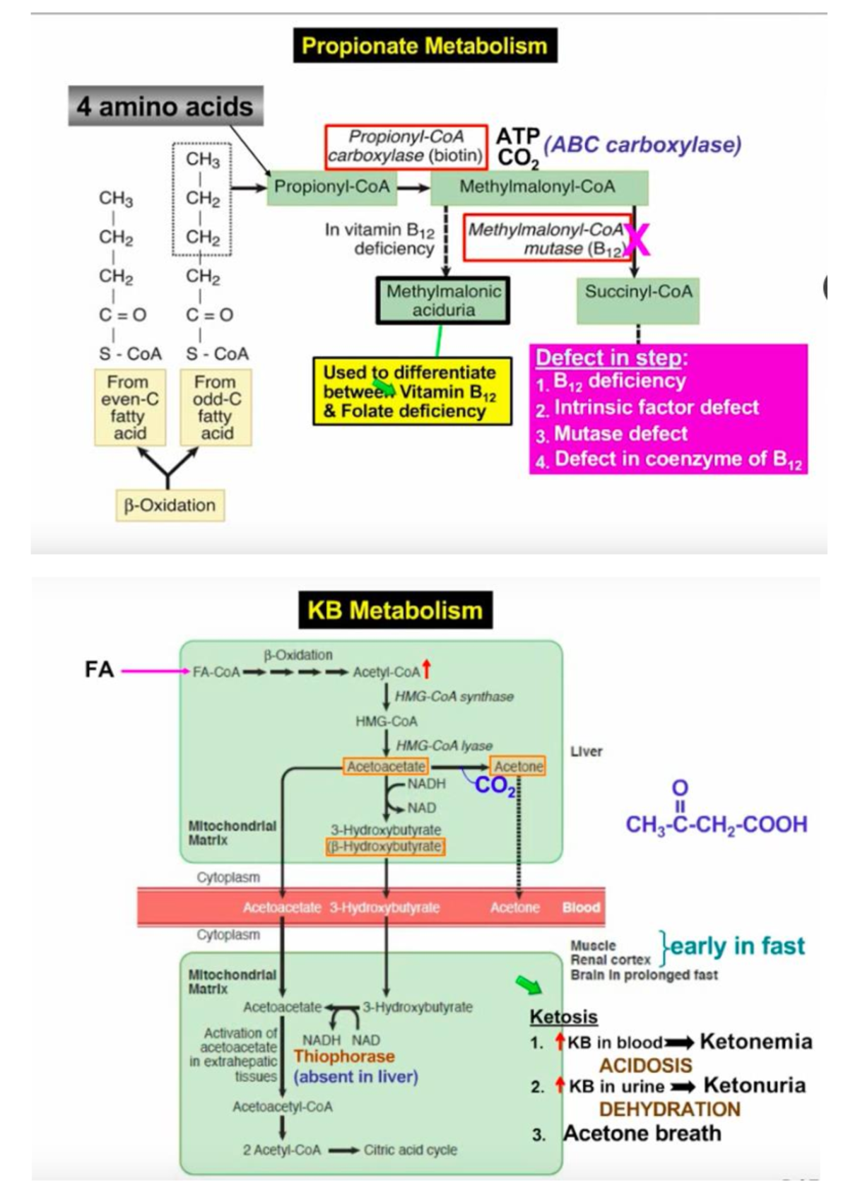 Metabolism flow charts - Propionate Metabolism 4 amino acids CH I CH 2 ...