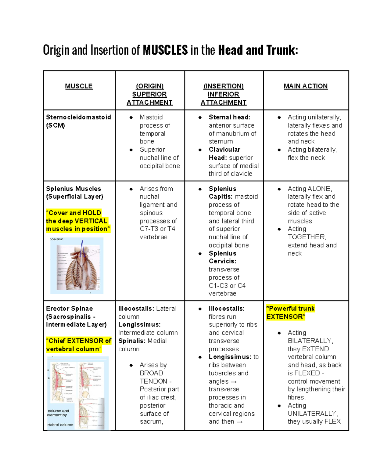 Origin and Insertion - APA1313 - Origin and Insertion of MUSCLES in the ...
