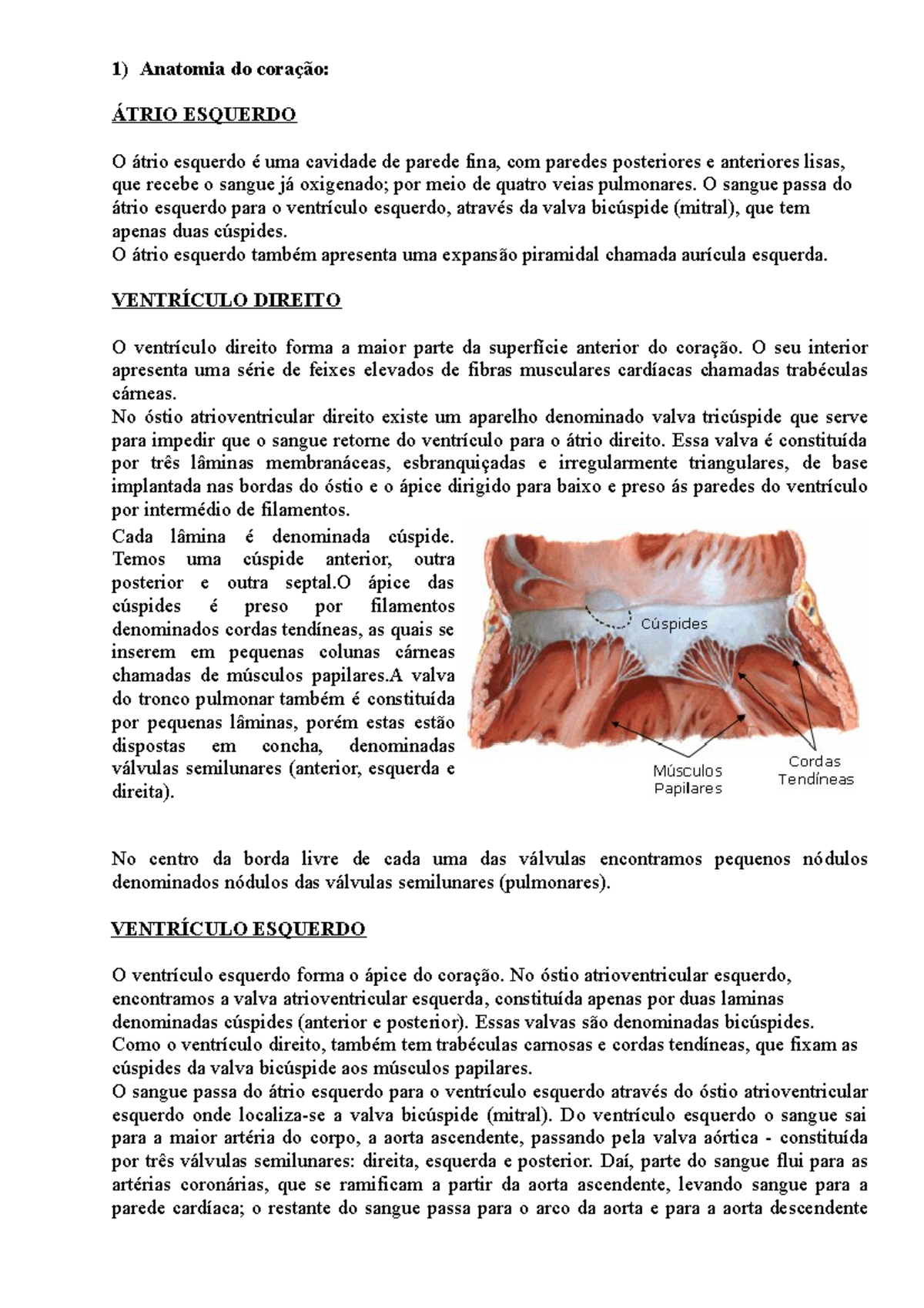 Relatório Morfo - Cardio - 1) Anatomia do coração: ÁTRIO ESQUERDO O ...