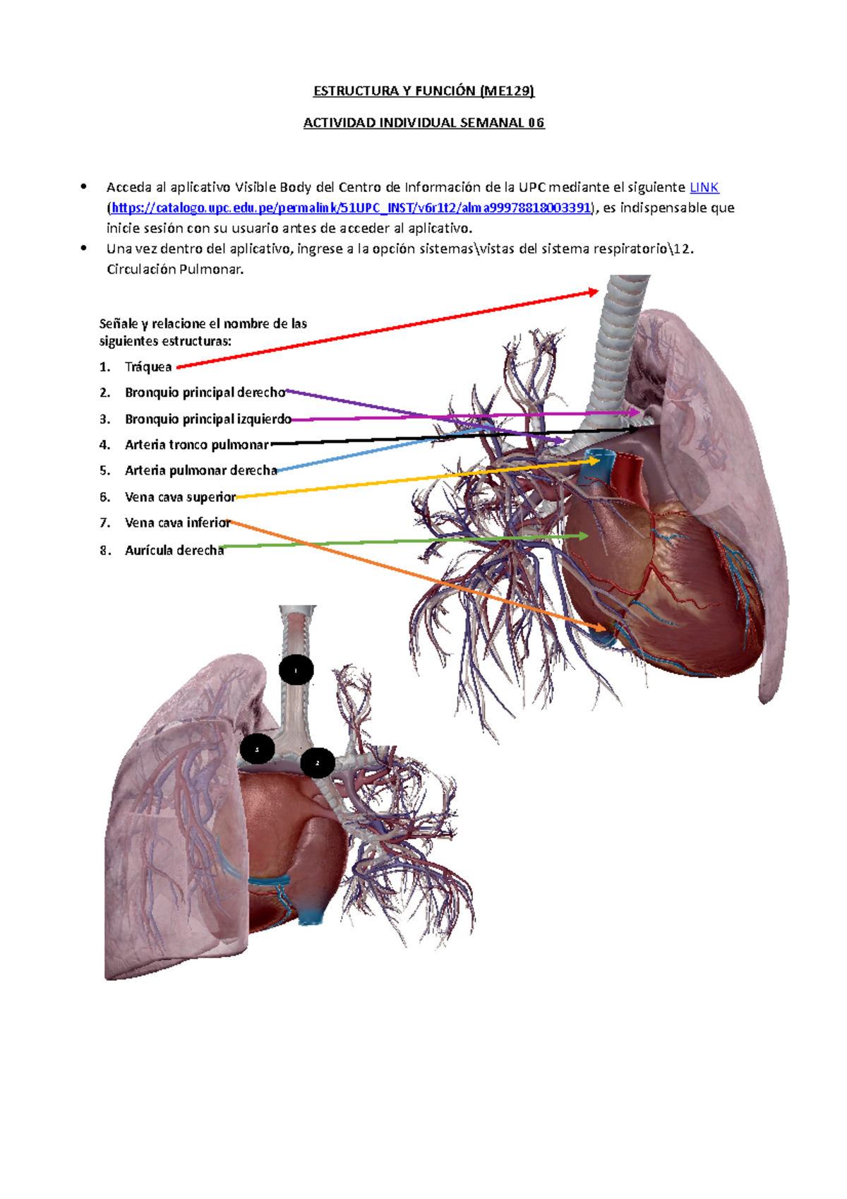 ME129 Ey F Tarea Sem06 33 - ESTRUCTURA Y FUNCIÓN (ME129) ACTIVIDAD ...