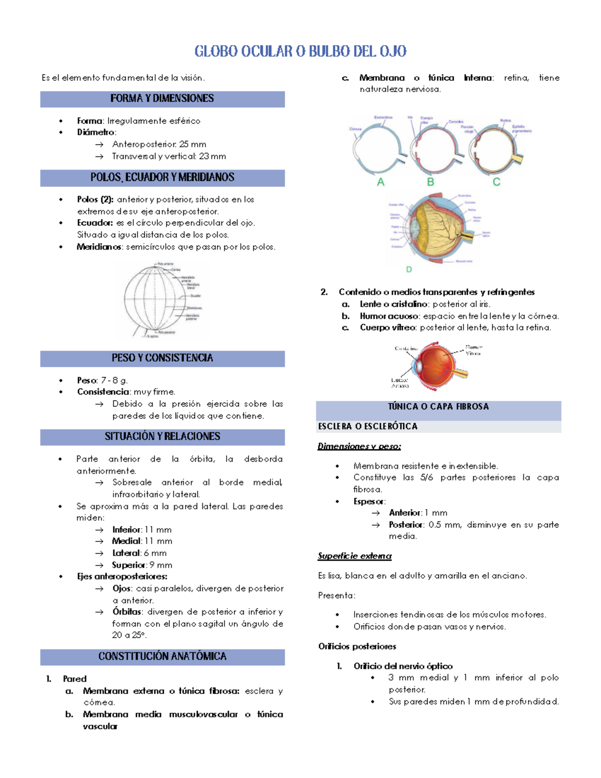 Globo Ocular O Bulbo DEL OJO - Es el elemento fundamental de la visión ...
