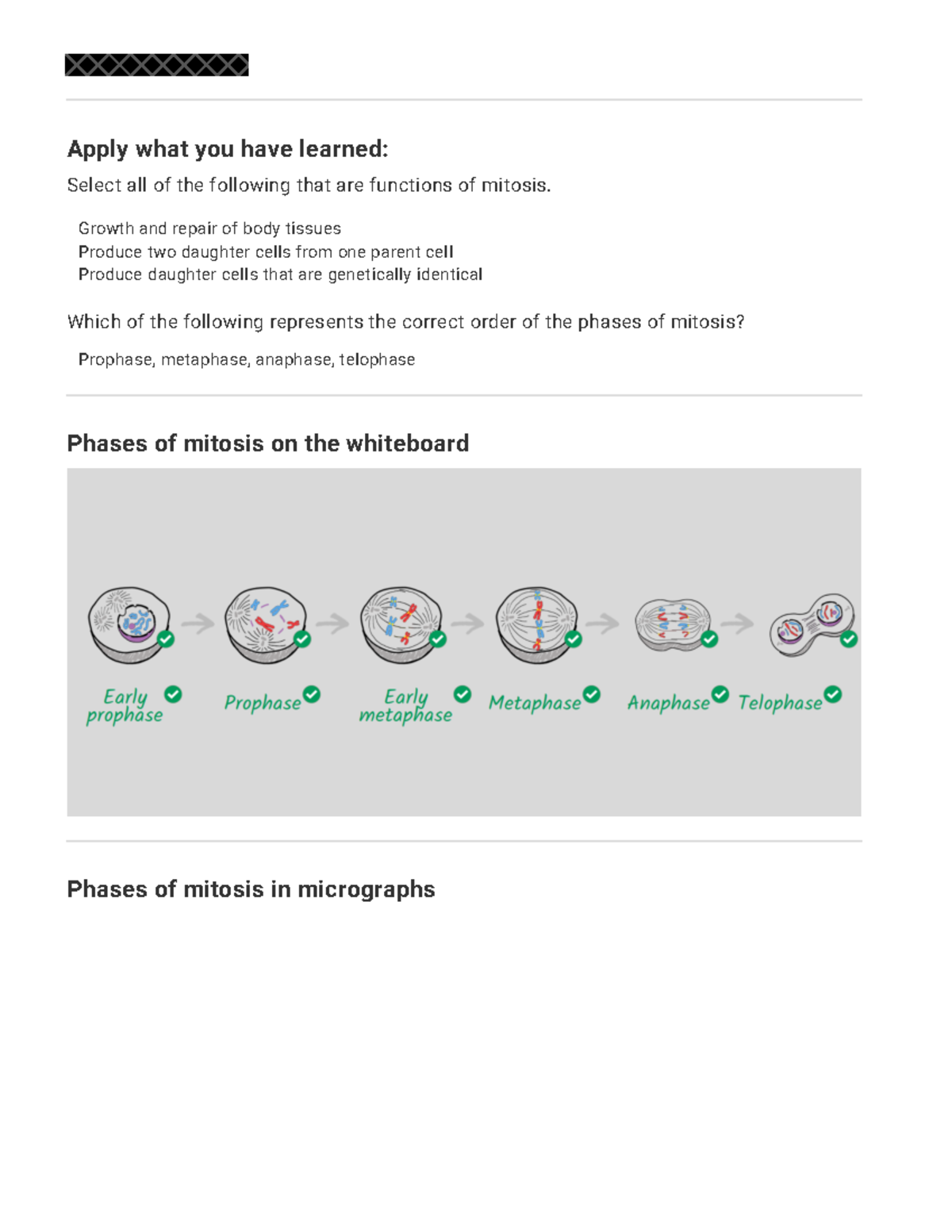 CH 5 Cell Division - Examining Mitosis - BIO 24 - Apply what you have ...