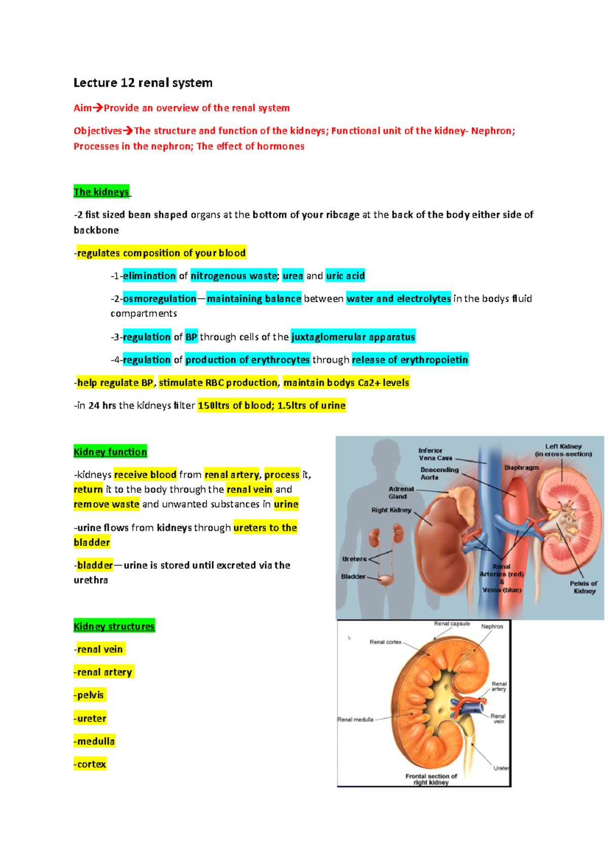 Lecture 12 renal system - Lecture 12 renal system Aim Provide an ...
