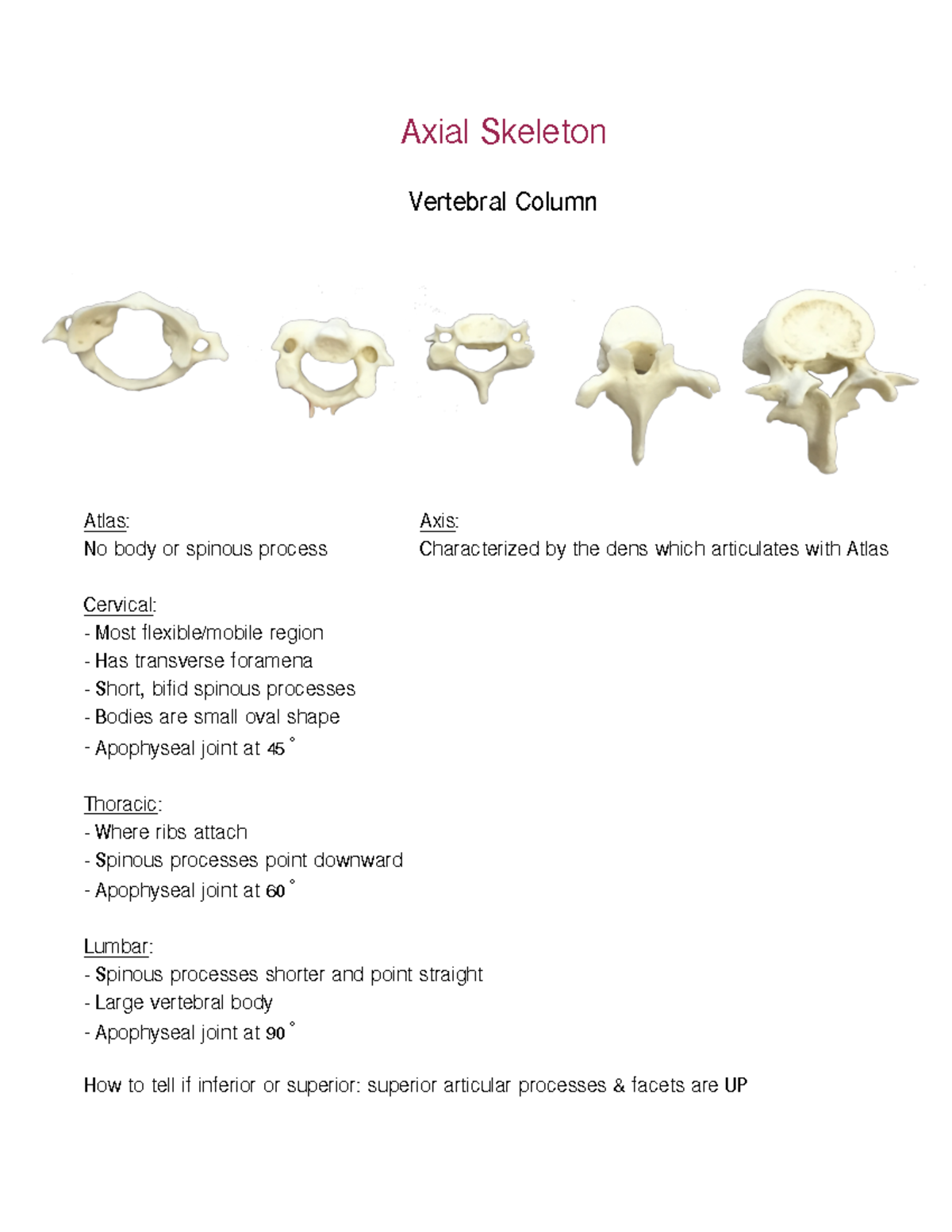 Anatomy Practical Axial PDF - Axial Skeleton Vertebral Column Atlas ...