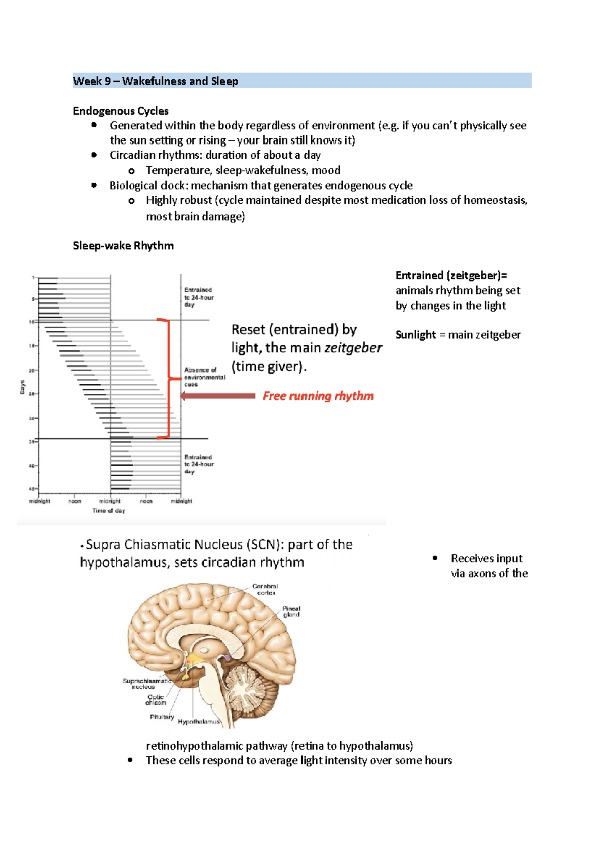 Week 9 - Wakefulness and sleep - Week 9 – Wakefulness and Sleep ...