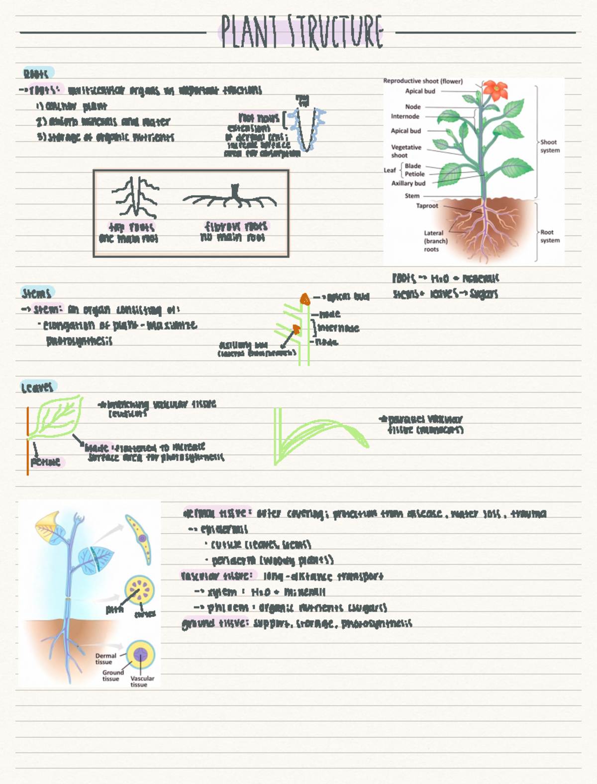 Plant structure and growth - PIANTHINITURE Roots roots multicellular ...