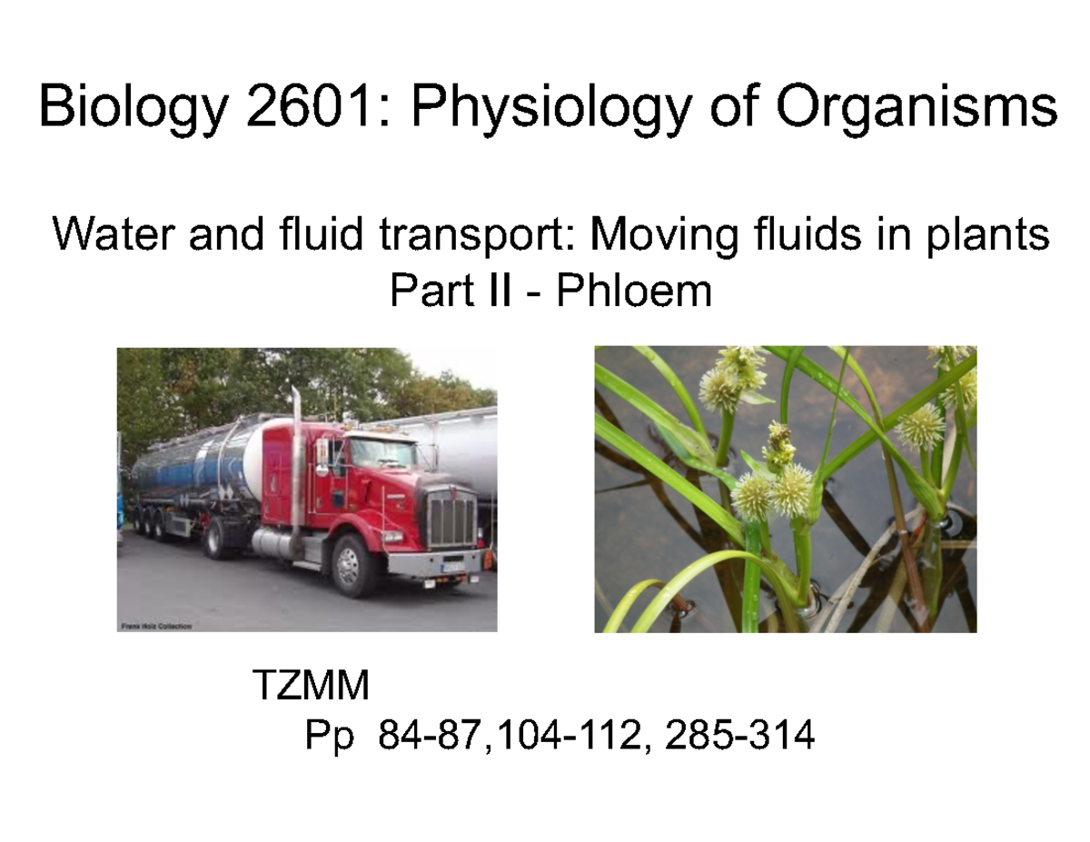 14A-Phloem revised - lec notes - Biology 2601: Physiology of Organisms ...