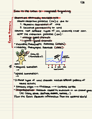 Lec 3 notes — electrical signaling - Electrical Signaling Nervous ...