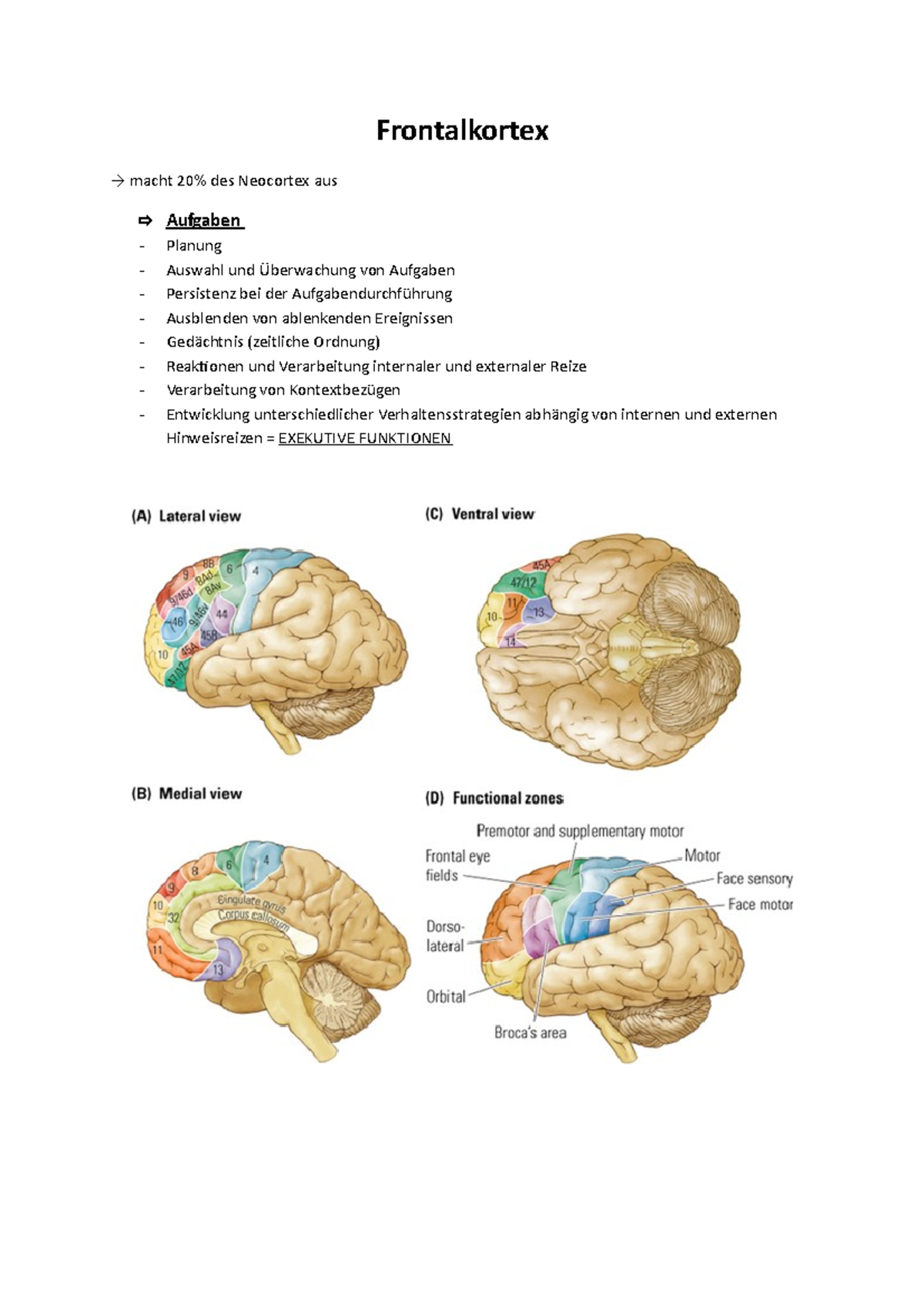 Zusammenfassung Frontalkortex - Frontalkortex macht des Neocortex aus ...