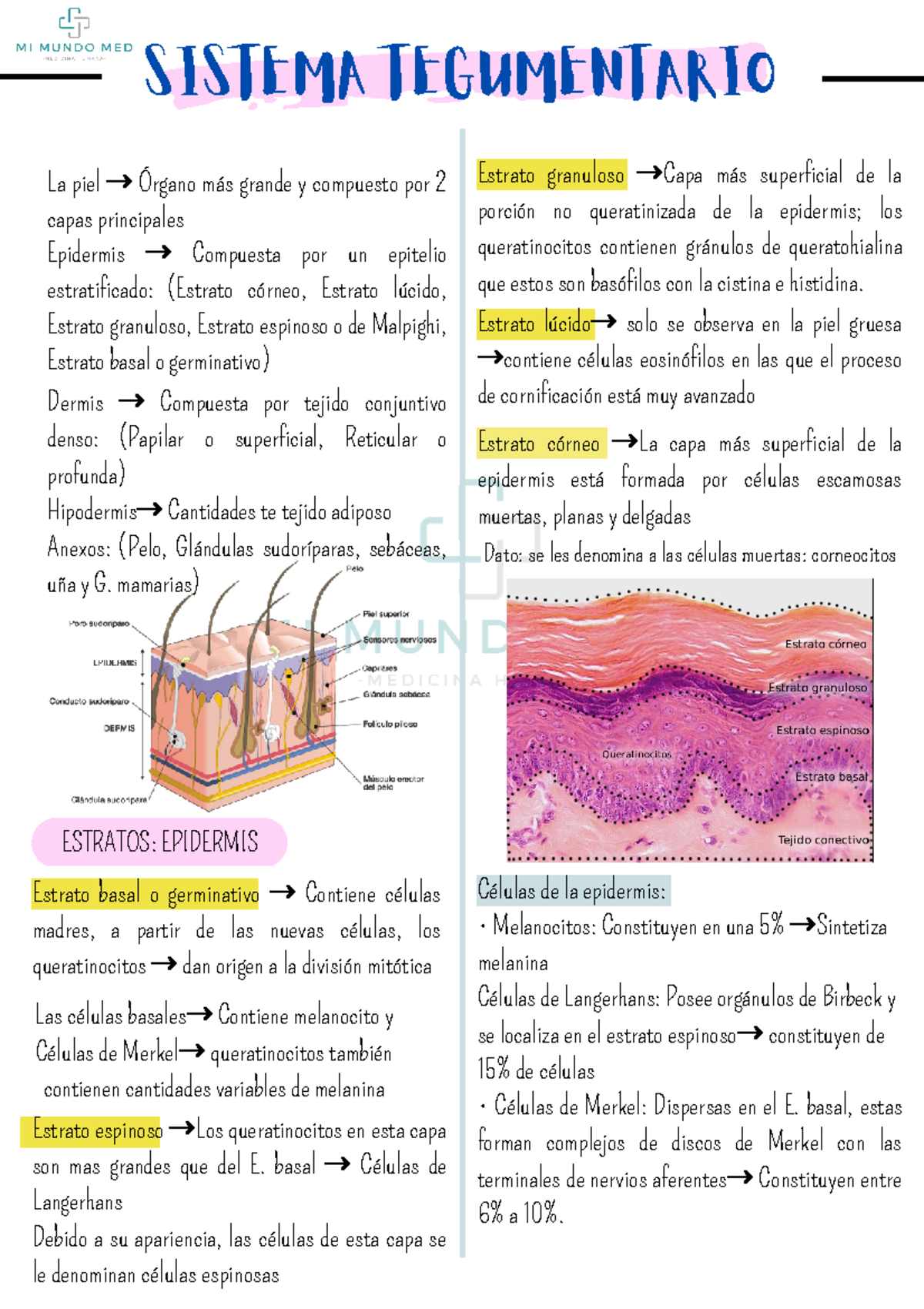 Sistema Tegumentario - HistologíA - SISTEMA TEGUMENTARIO La piel → Órgano más grande y compuesto ...