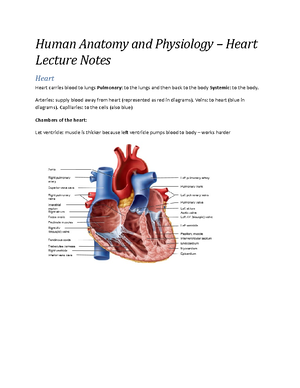 Anatomy Physiology (Chapter 15 Respiratory System) - RESPIRATORY SYSTEM ...