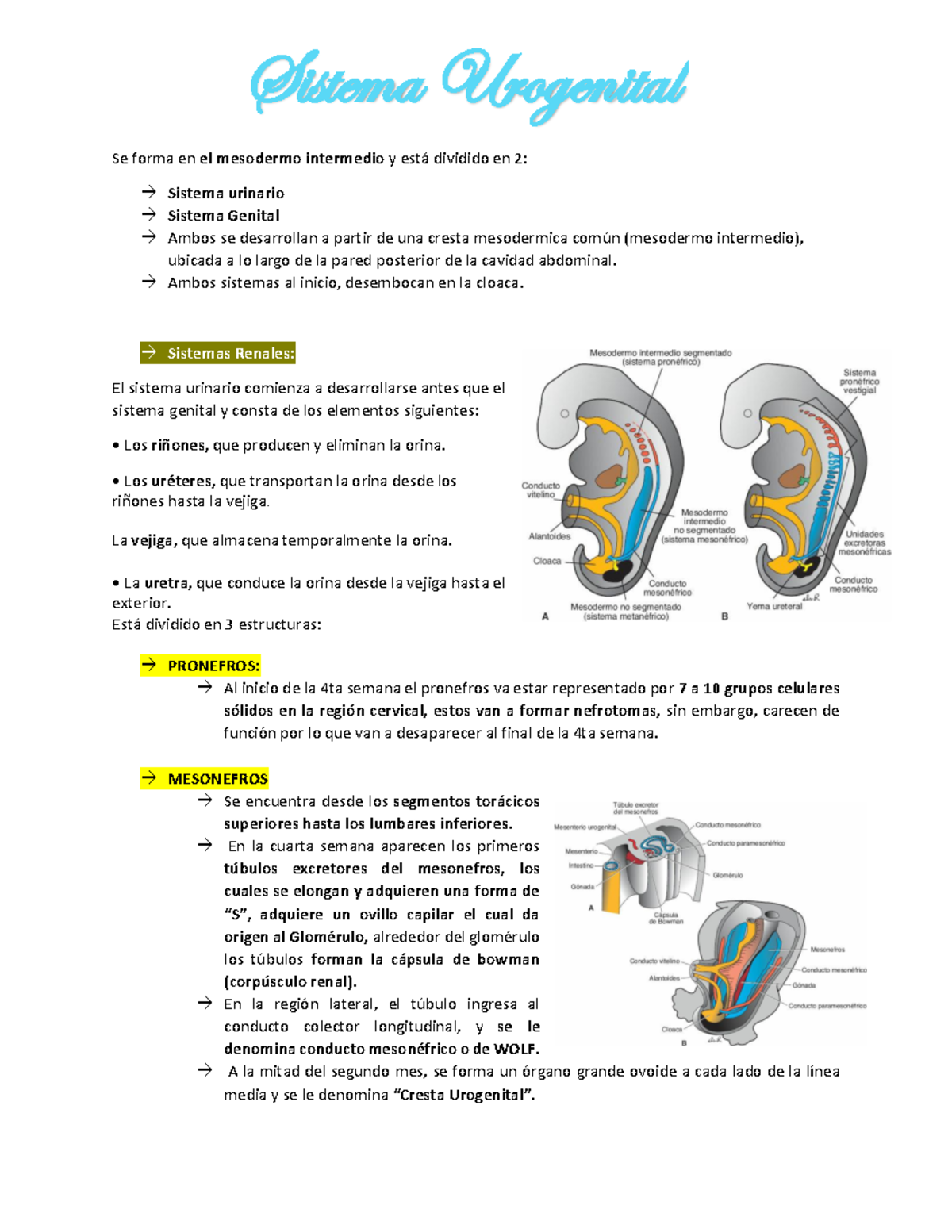Sistema Urogenital - Se forma en el mesodermo intermedio y está dividido en 2: Sistema urinario ...
