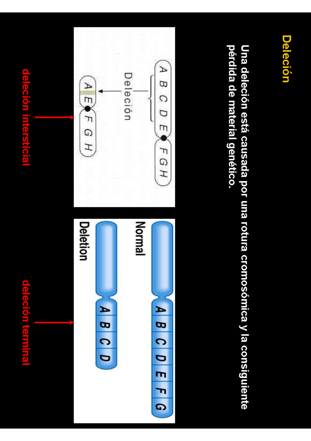 Tema 3 Genética Cuantitativa Parte I - Deleción Una deleción está ...