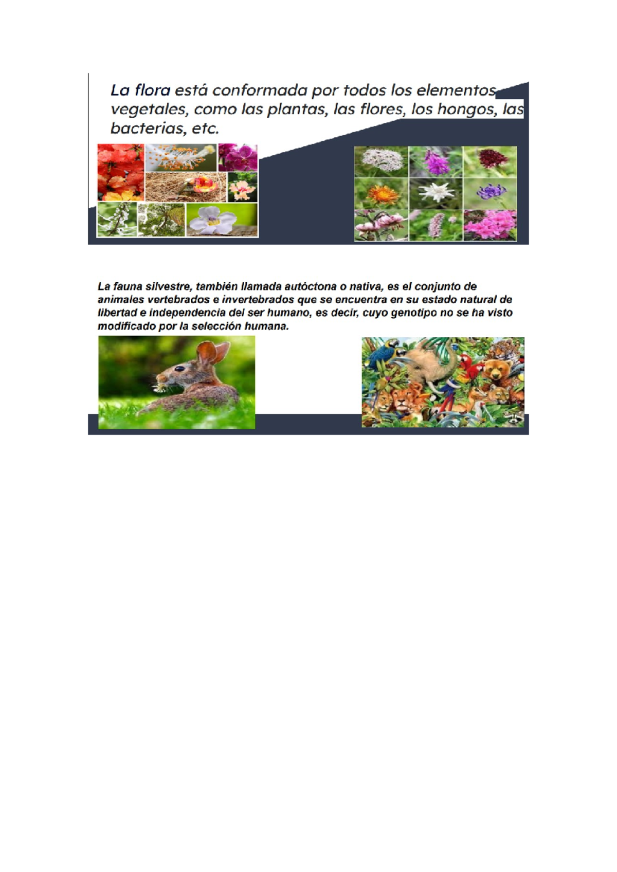 Flora Y Fauna - Biologia - Studocu