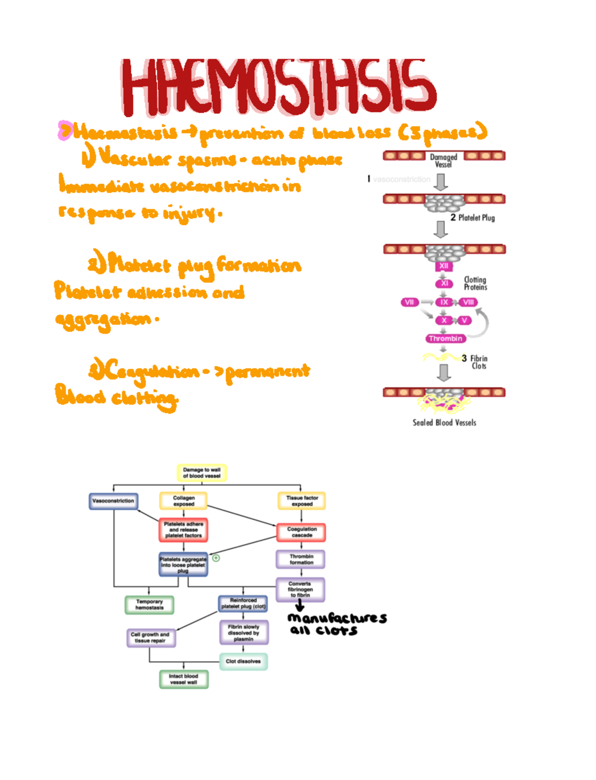Haemostasis (20) - Physiology - HAEMOSTASIS Haemostasis prevention of ...