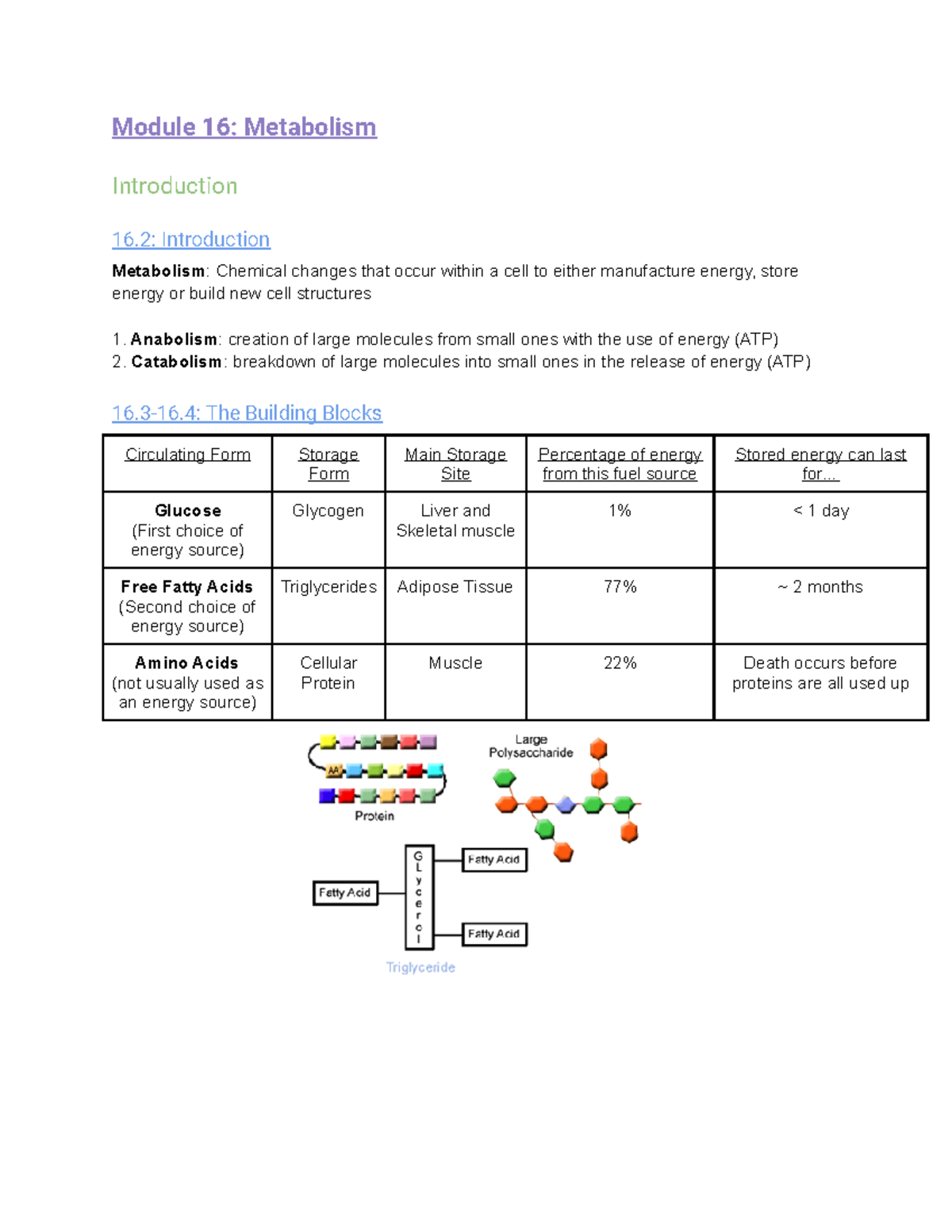 Physiol 2130 Module 16—Metabolism - Module 16: Metabolism Introduction ...